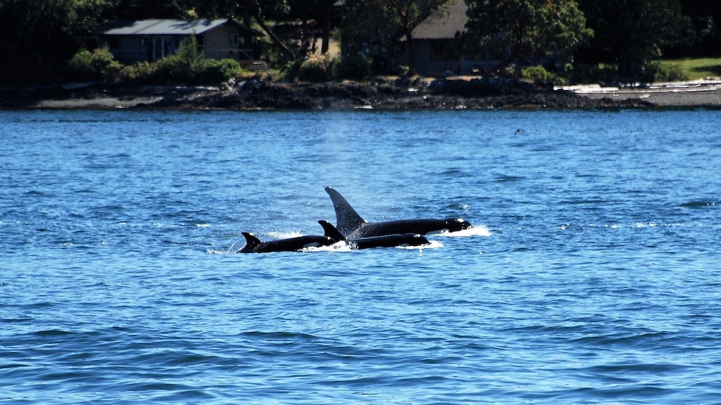 Die bemerkenswerte Intelligenz der Orcas