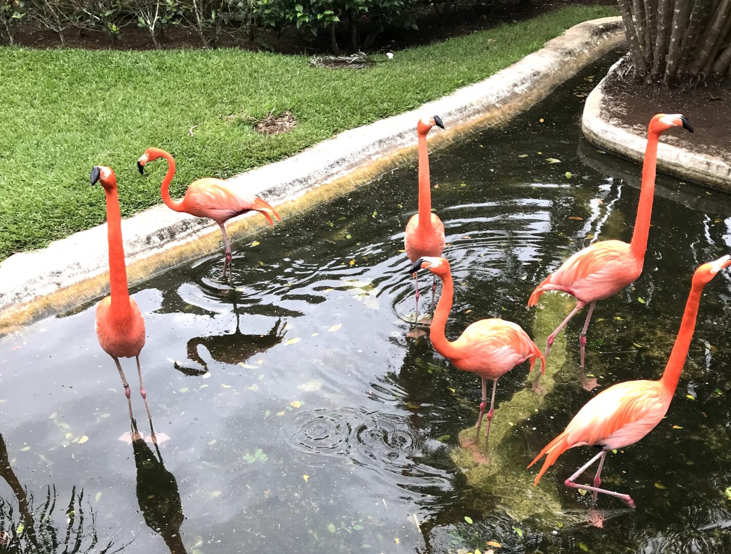 Der Flamingo-Test