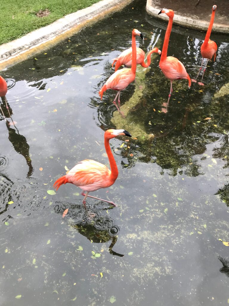 Der Flamingo-Test