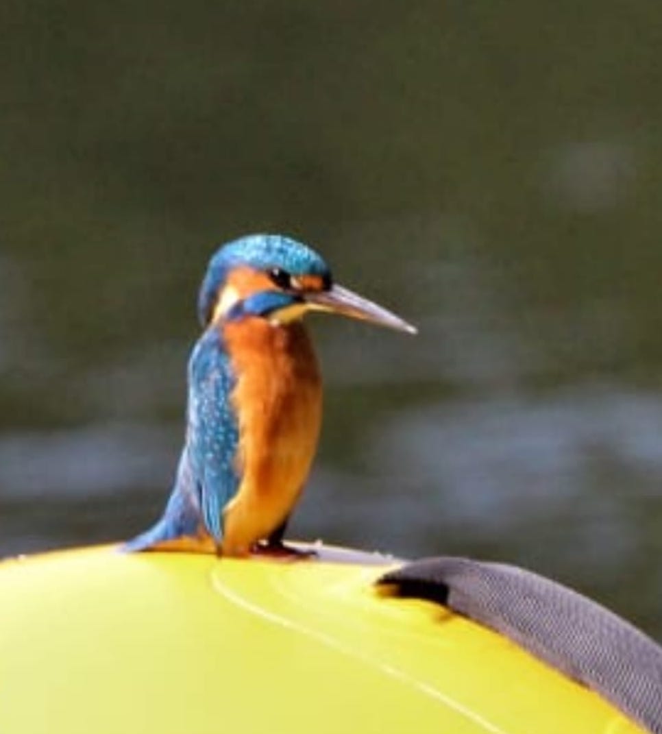 Das Licher Waldschwimmbad - besser als daheim!